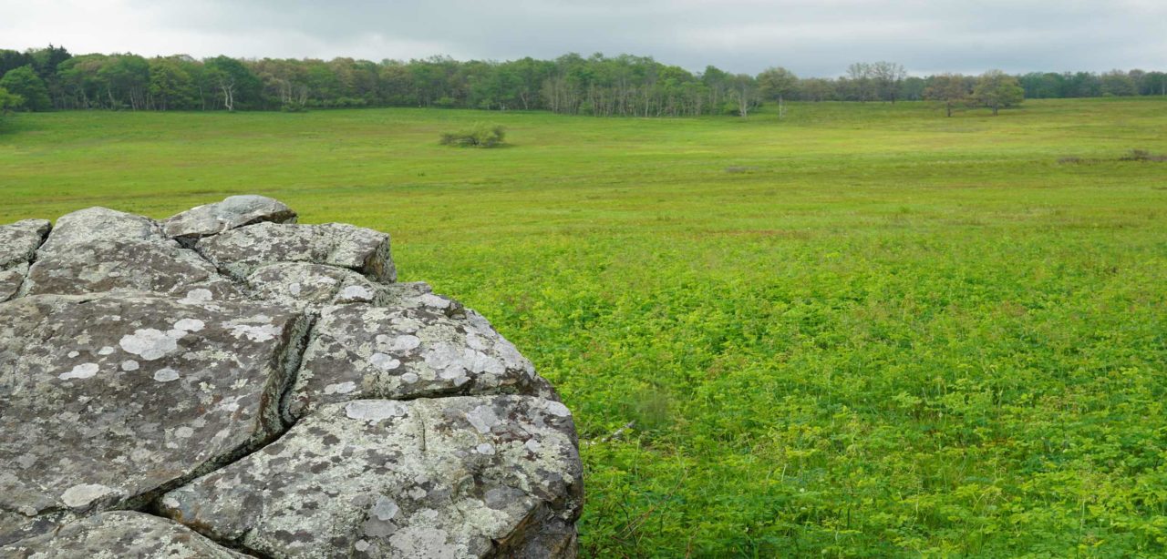 What’s A Meadow Doing Here? - Visit Skyline Drive